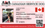 For All Your Service & Support Dog Needs