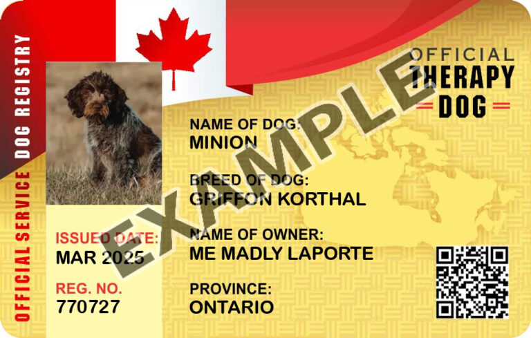 Service Dog Outfitters – Serving USA & Canada